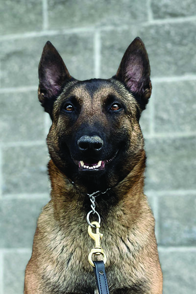 Meet Our K9s – K9 Foundation Yakima Valley